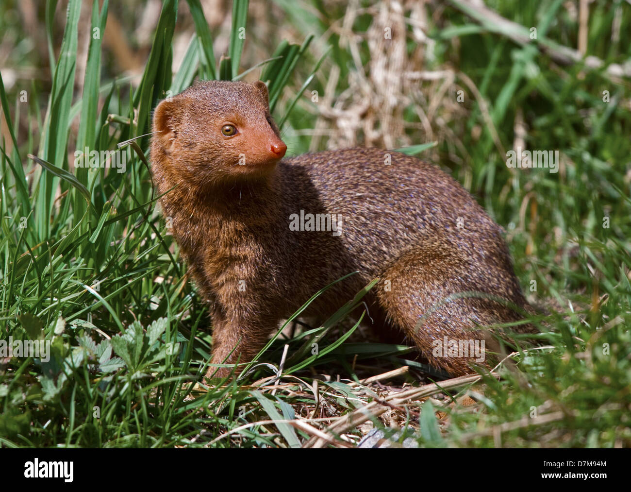 Dwarf Mongoose (helogale parvula Stock Photo - Alamy