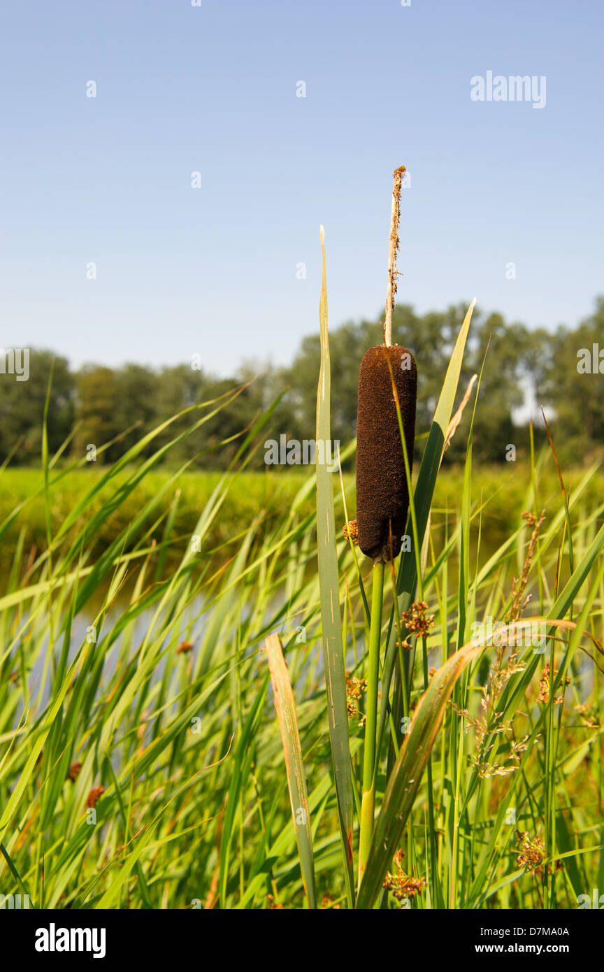 Common bulrush broadleaf cattail wild hi-res stock photography and ...