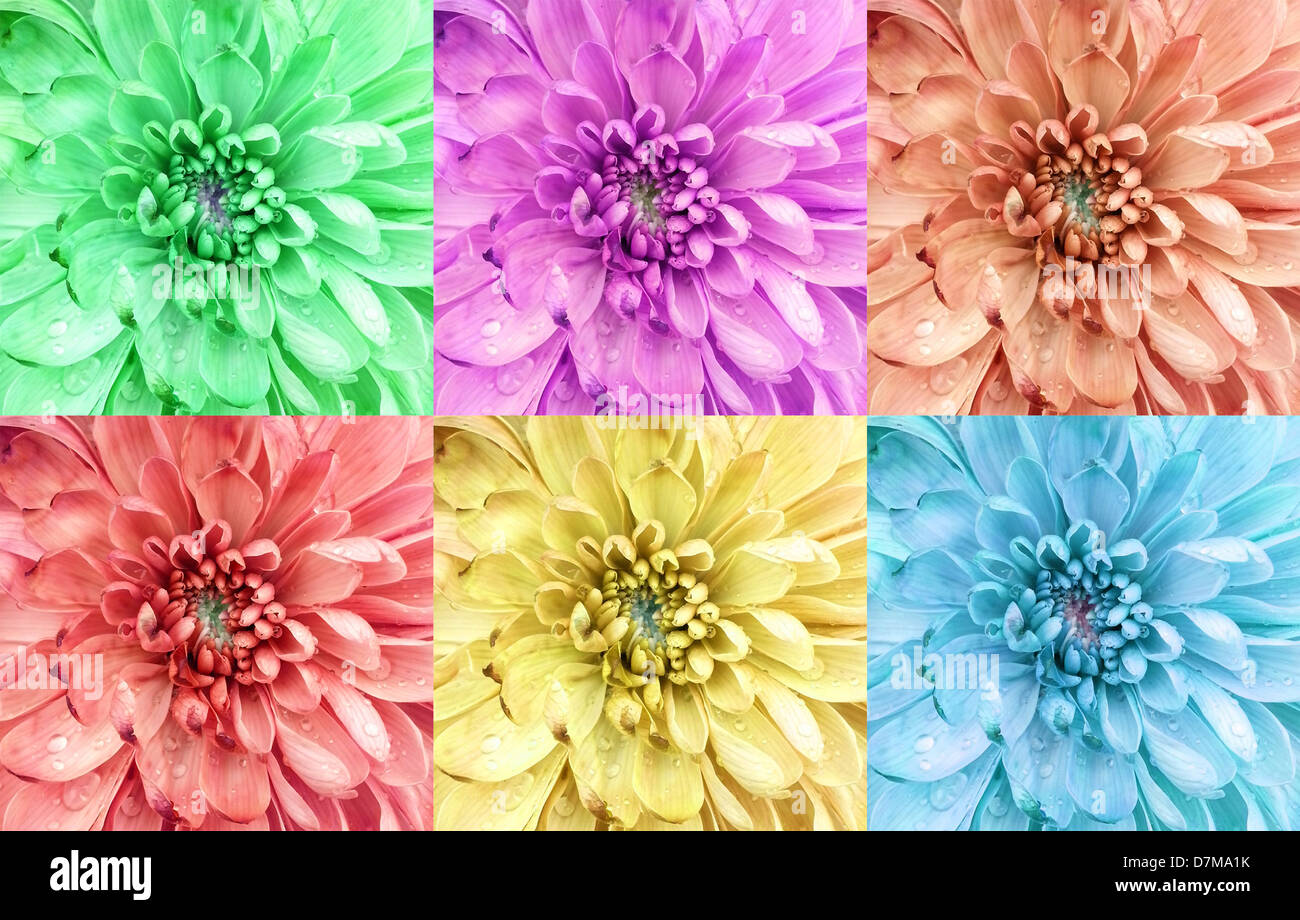 Colorful flowers collage - Macro shots Stock Photo - Alamy