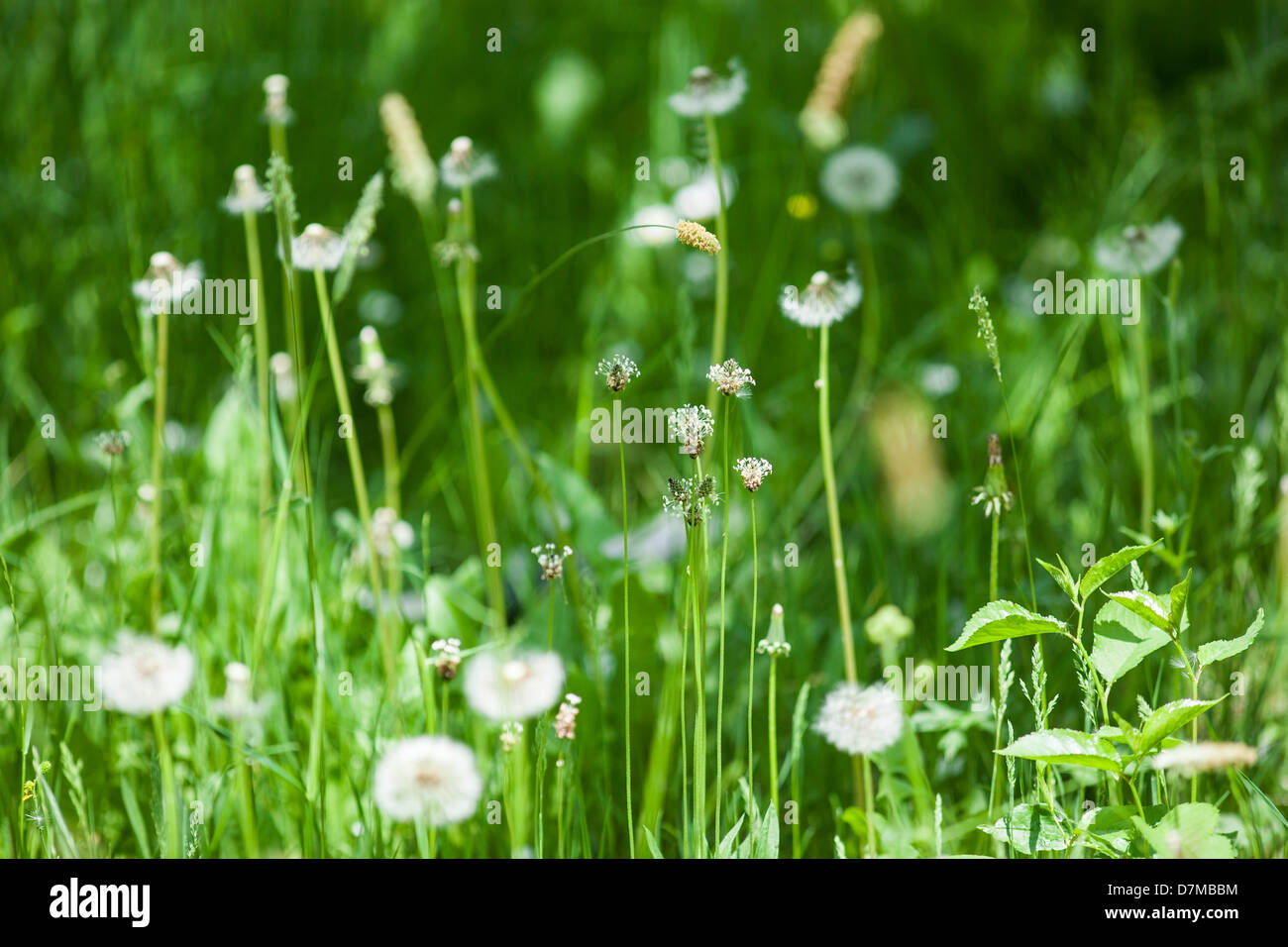 A Fresh grass, closeup landscape Stock Photo - Alamy