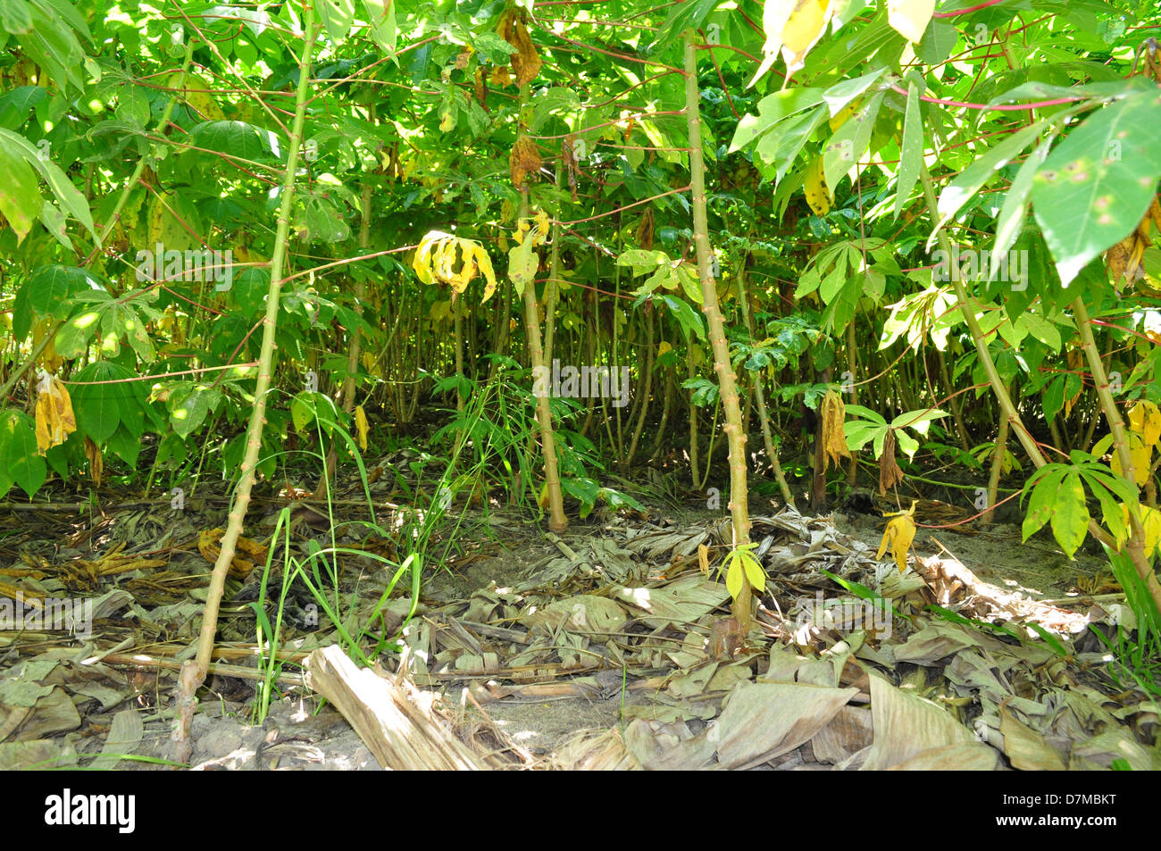 Cassava tapioca plant field hi-res stock photography and images - Alamy