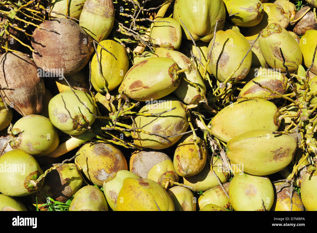Commercial coconut hi-res stock photography and images - Alamy