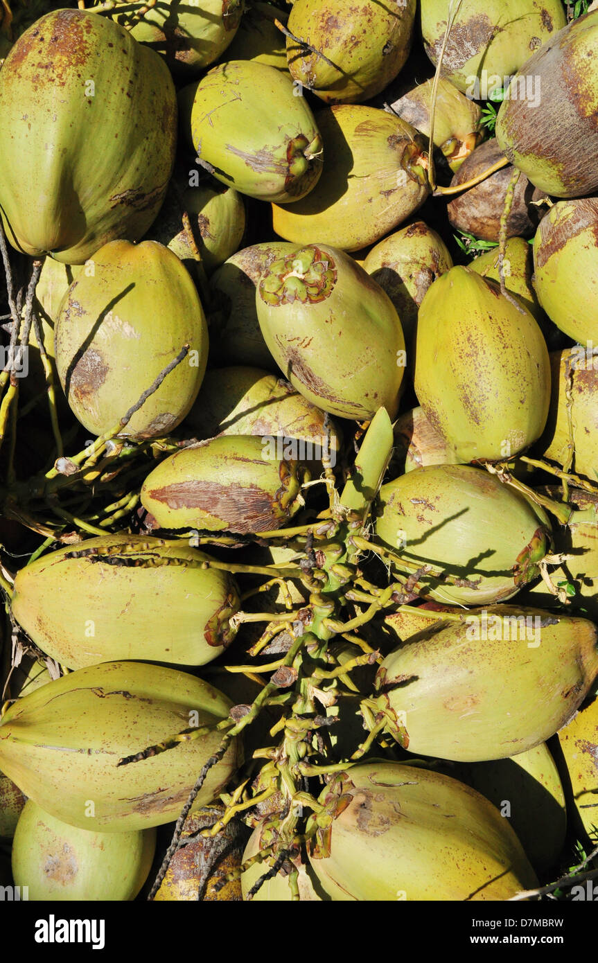 Coconuts view hi-res stock photography and images - Alamy