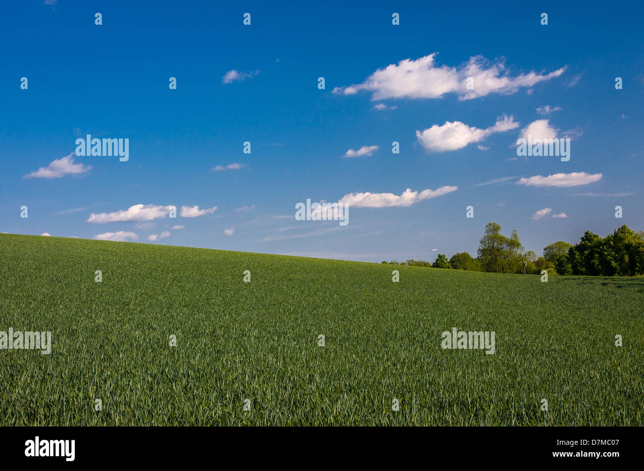 Green crop field with blue sky and cloud Stock Photo - Alamy