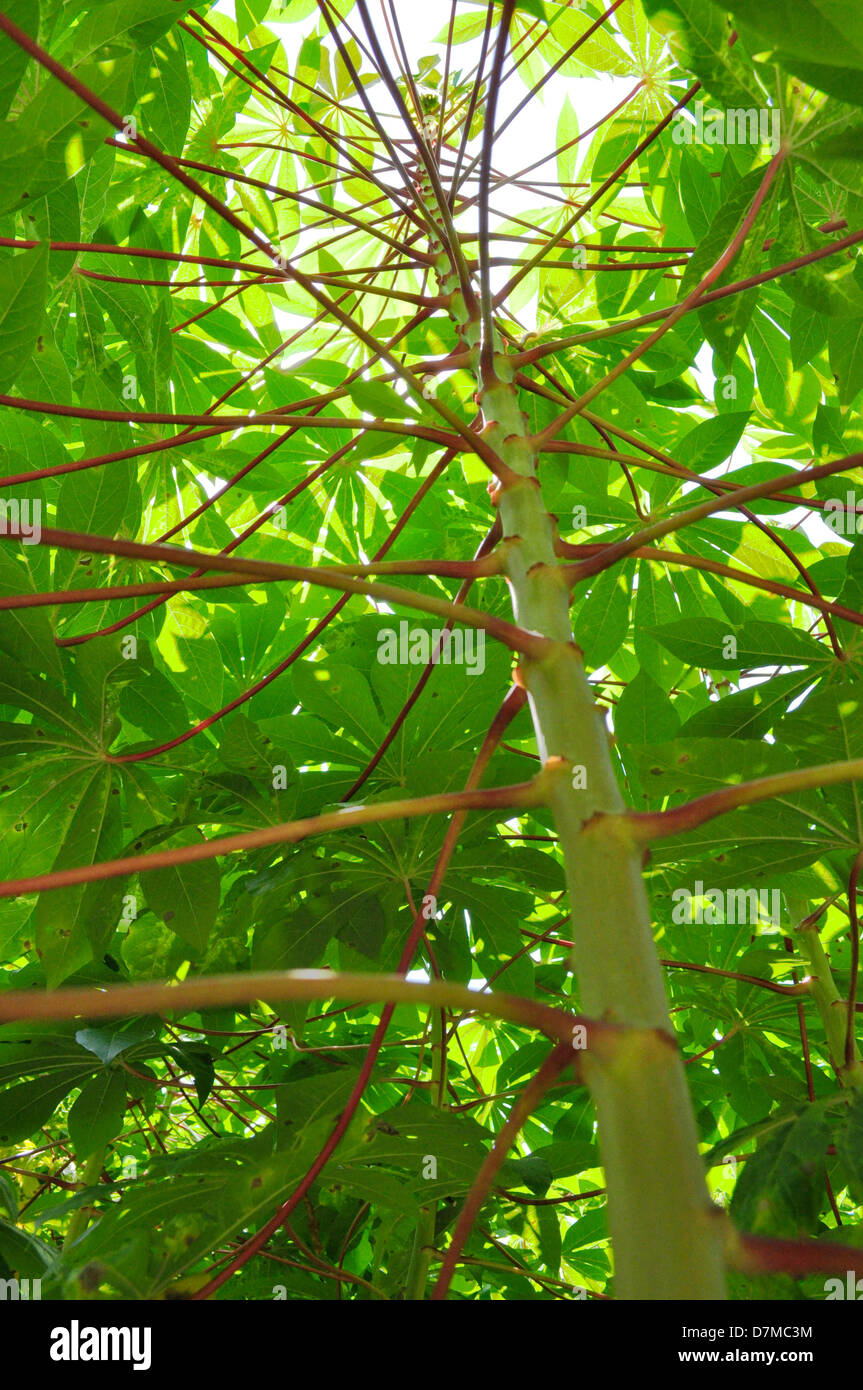 A tapioca plant Stock Photo - Alamy