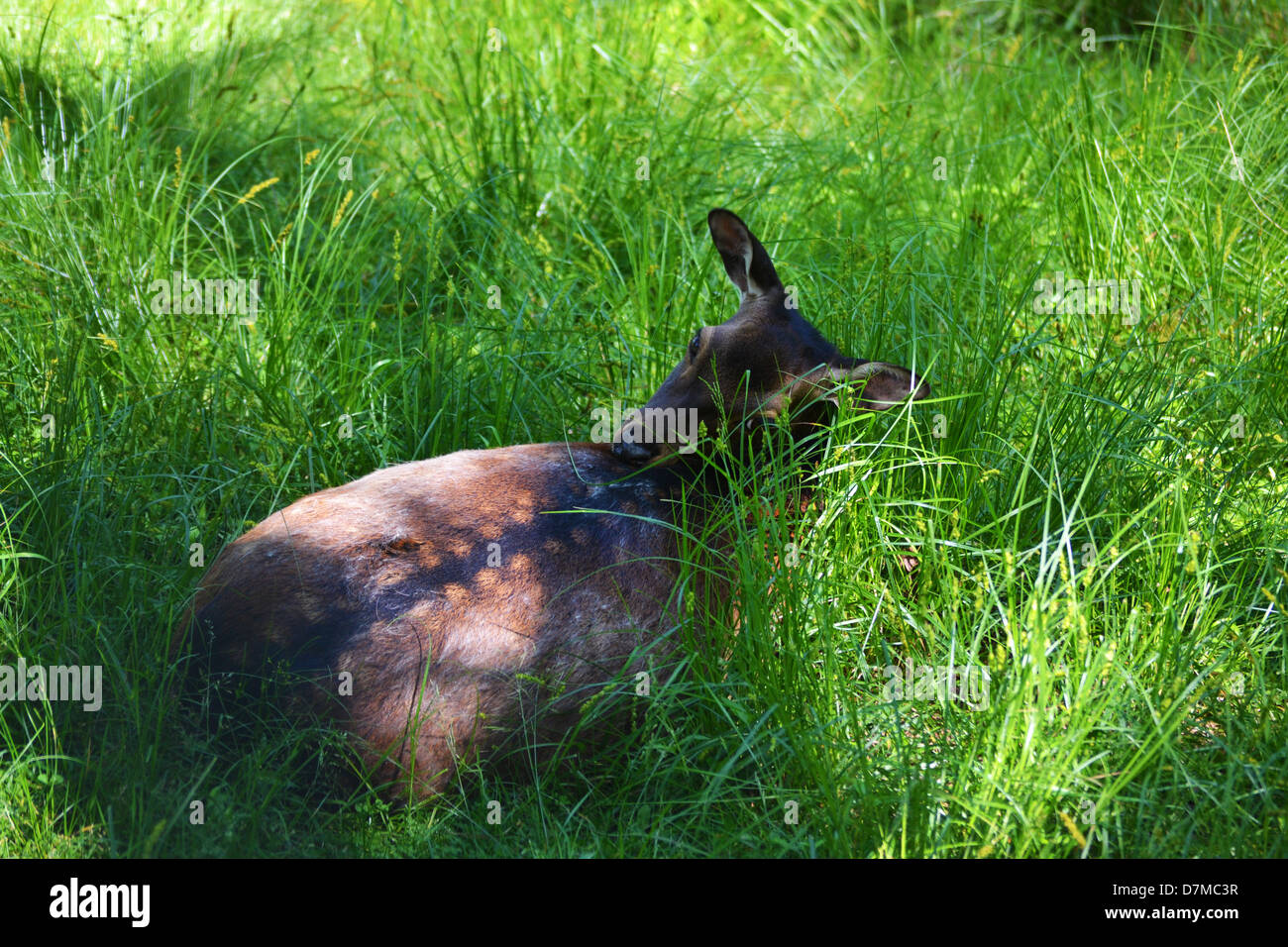 Fawn Laying in High Grass Stock Photo - Alamy