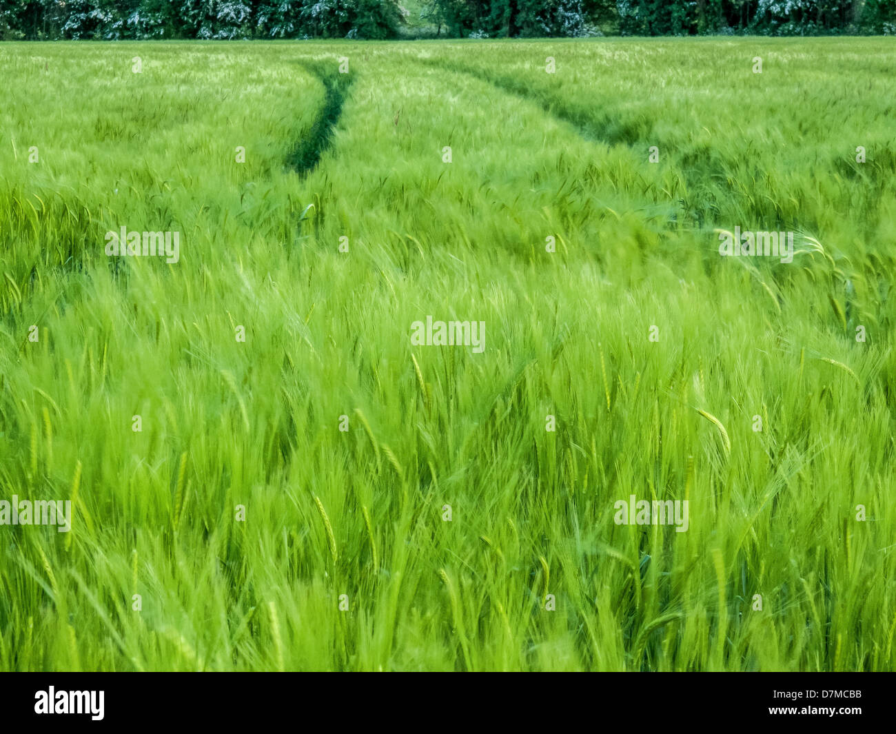 Wheat field blowing in wind hi-res stock photography and images - Alamy