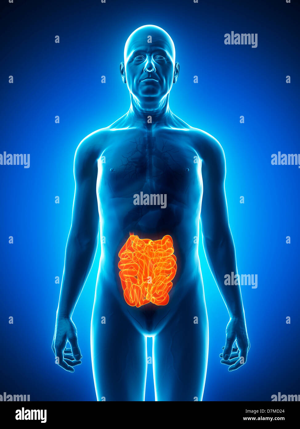 Healthy small intestines, artwork Stock Photo - Alamy