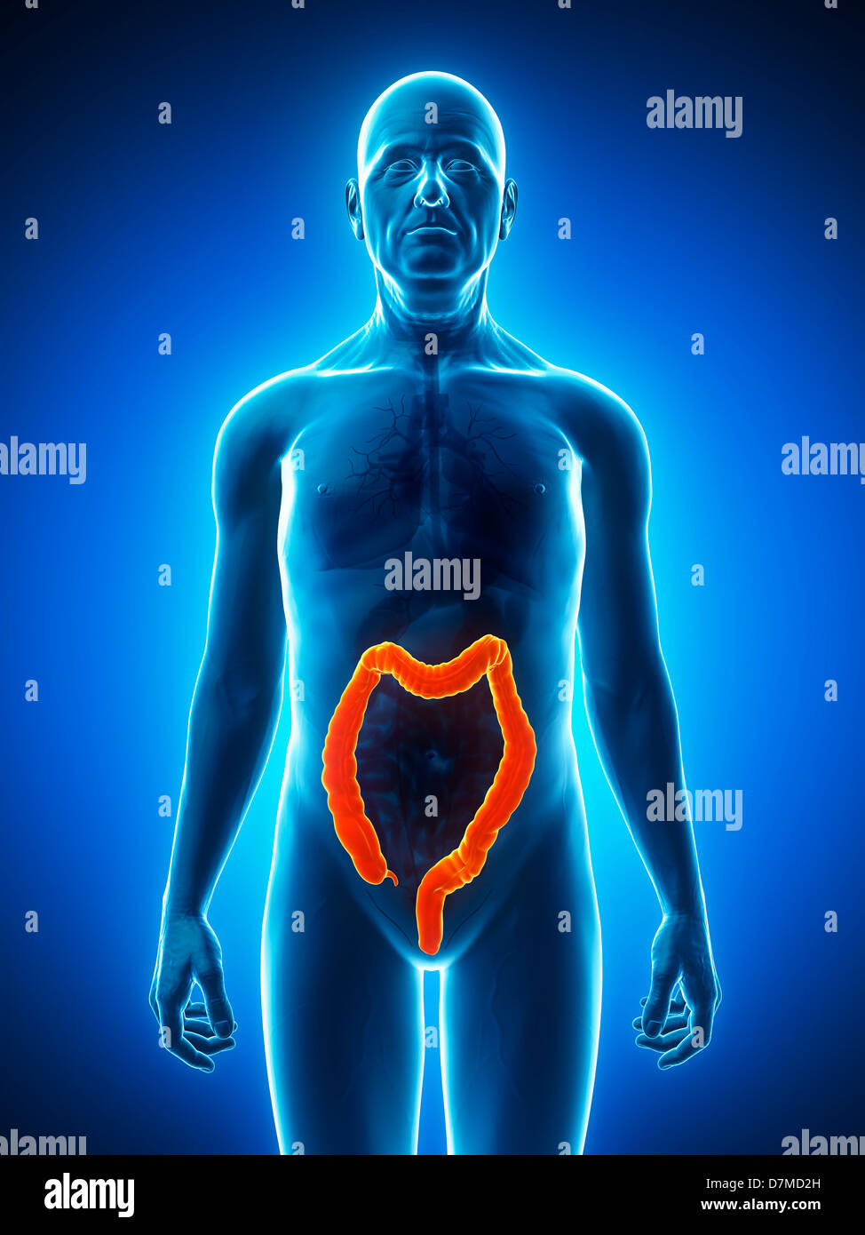 Healthy colon, artwork Stock Photo - Alamy