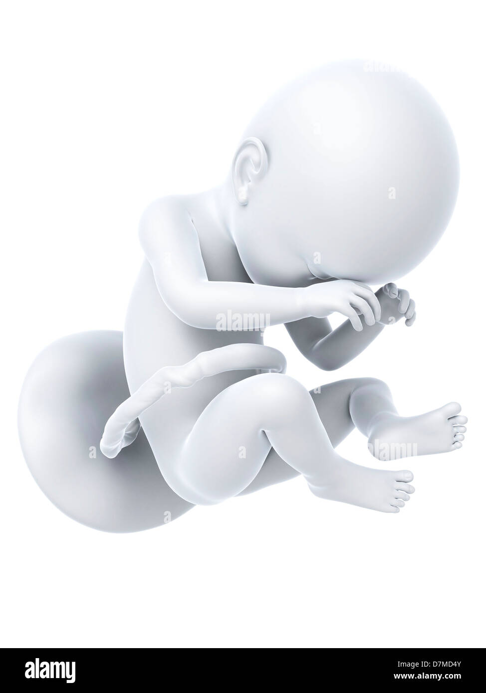 Full term foetus, artwork Stock Photo - Alamy