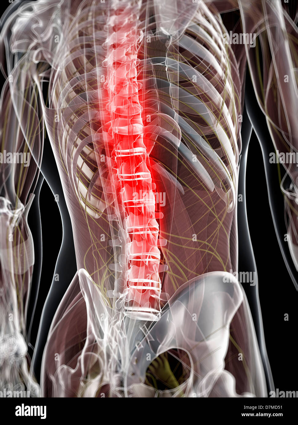 Pain mid back illustration hi-res stock photography and images - Alamy