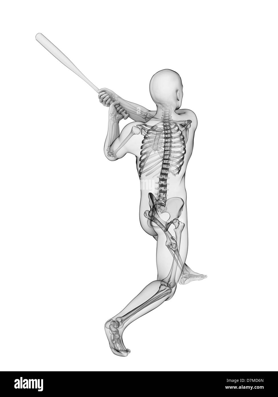 Bat Skeleton Stock Photos & Bat Skeleton Stock Images - Alamy
