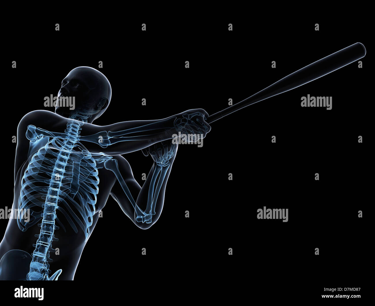 Bat Skeleton Stock Photos & Bat Skeleton Stock Images - Alamy