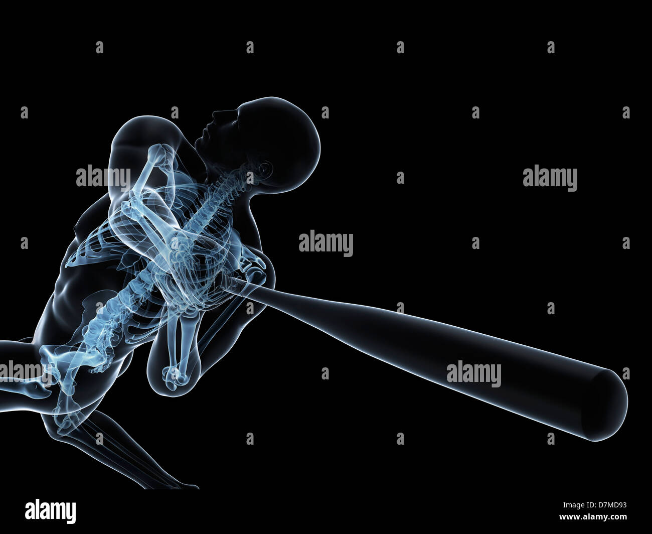 Bat Skeleton Stock Photos & Bat Skeleton Stock Images - Alamy