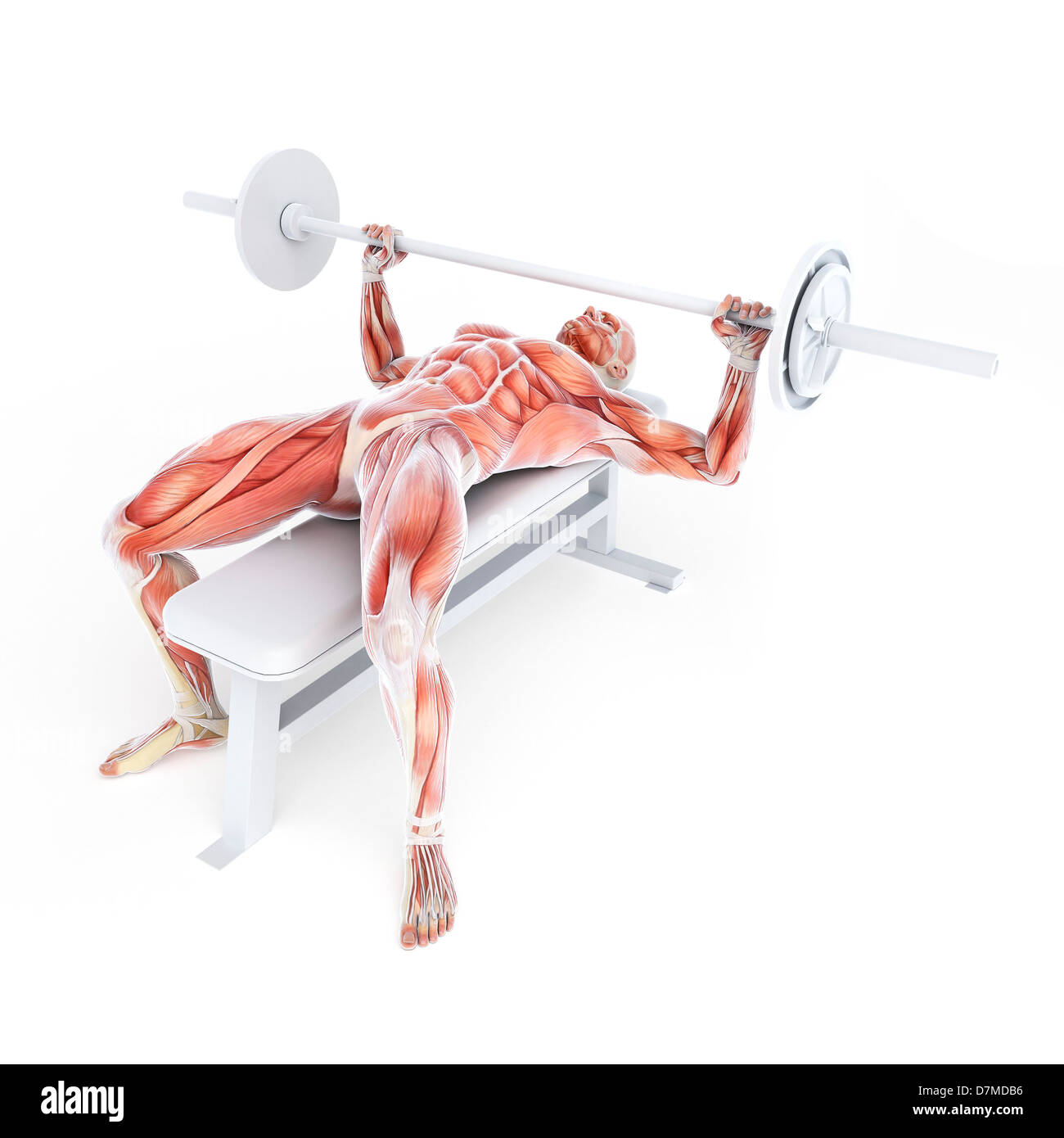 Human anatomy illustration lying down hi-res stock photography and ...