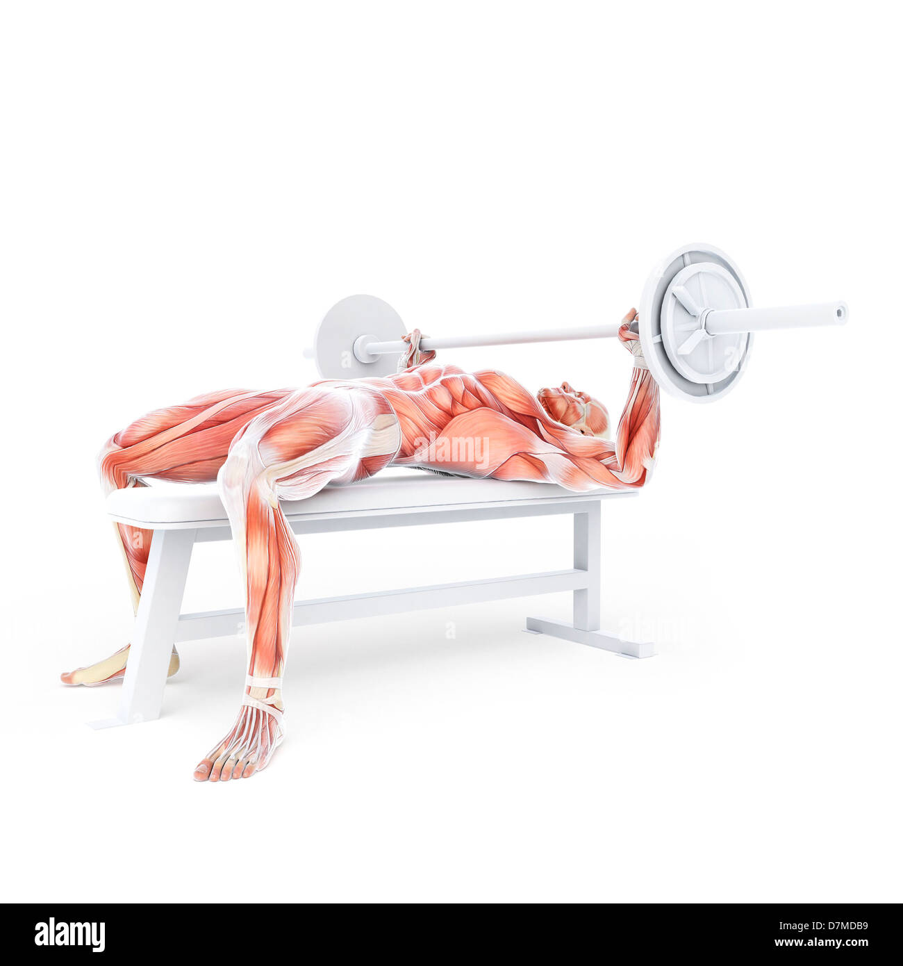 Human anatomy illustration lying down hi-res stock photography and ...