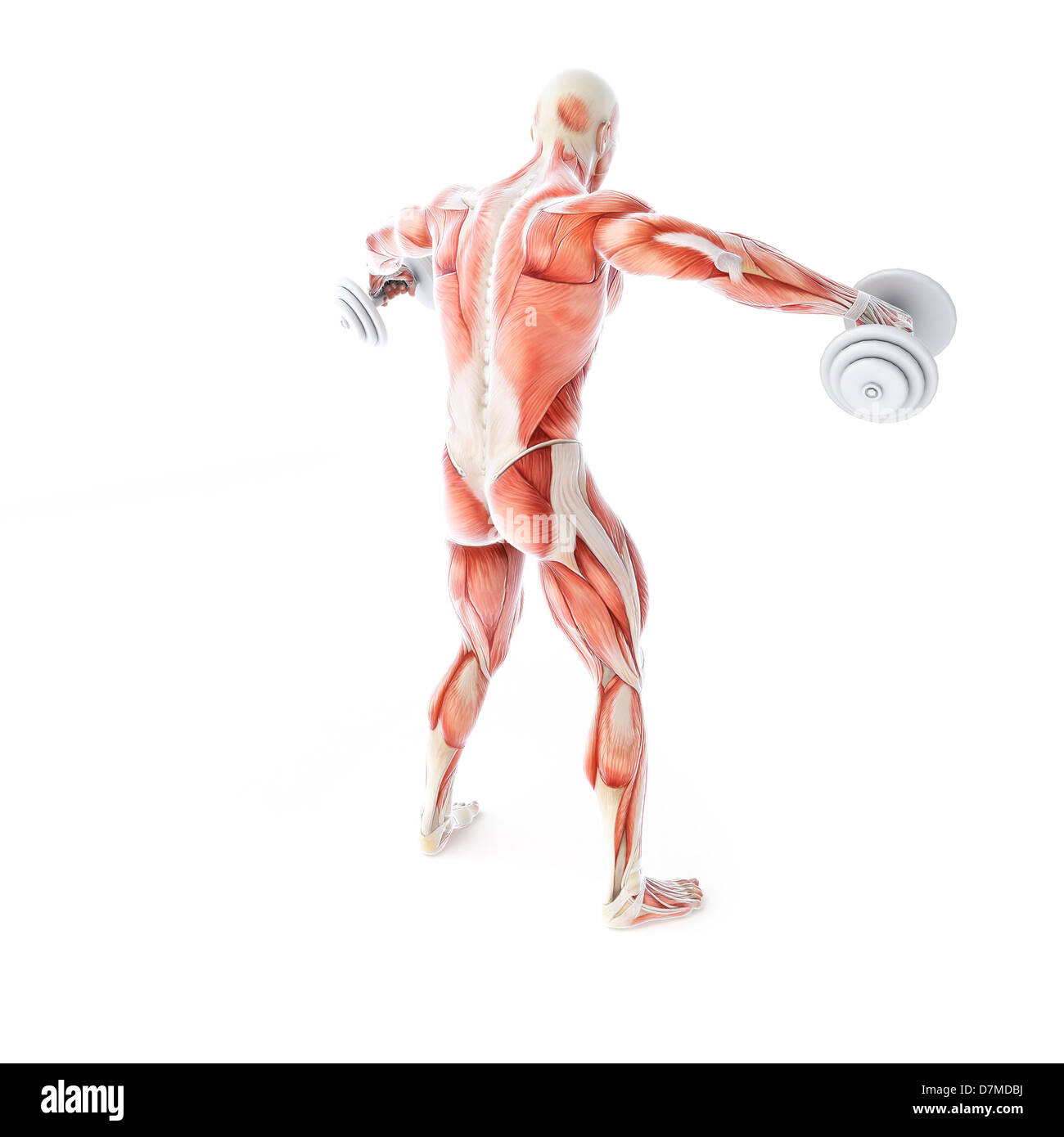 Male bodybuilder rear Cut Out Stock Images & Pictures - Alamy