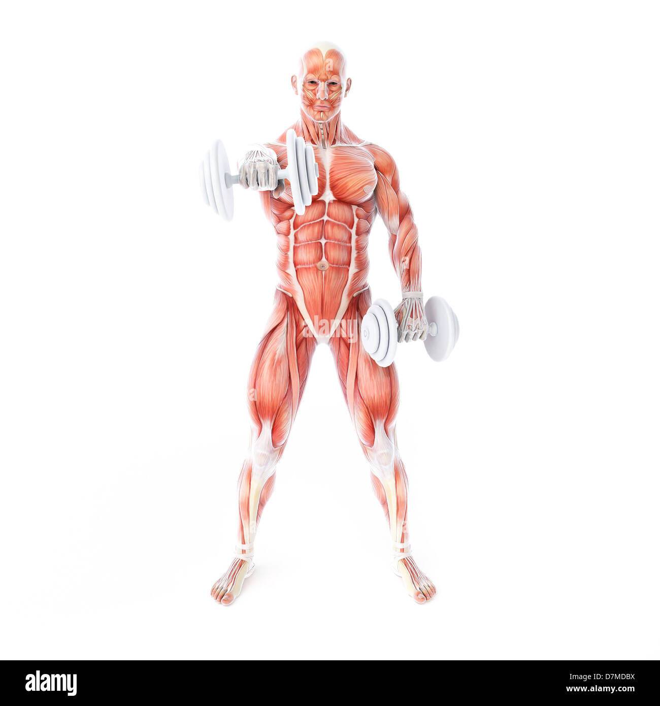 Bodybuilder muscles Cut Out Stock Images & Pictures - Alamy