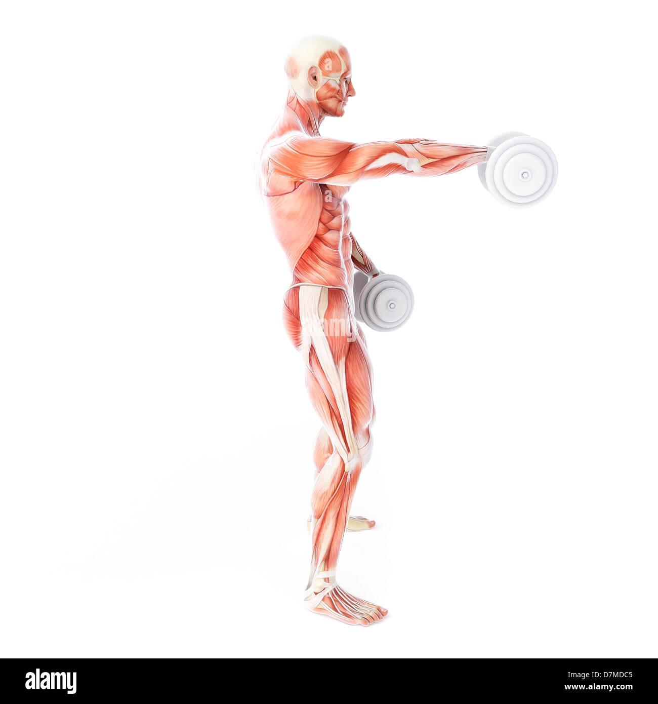 Bodybuilder muscles Cut Out Stock Images & Pictures - Alamy