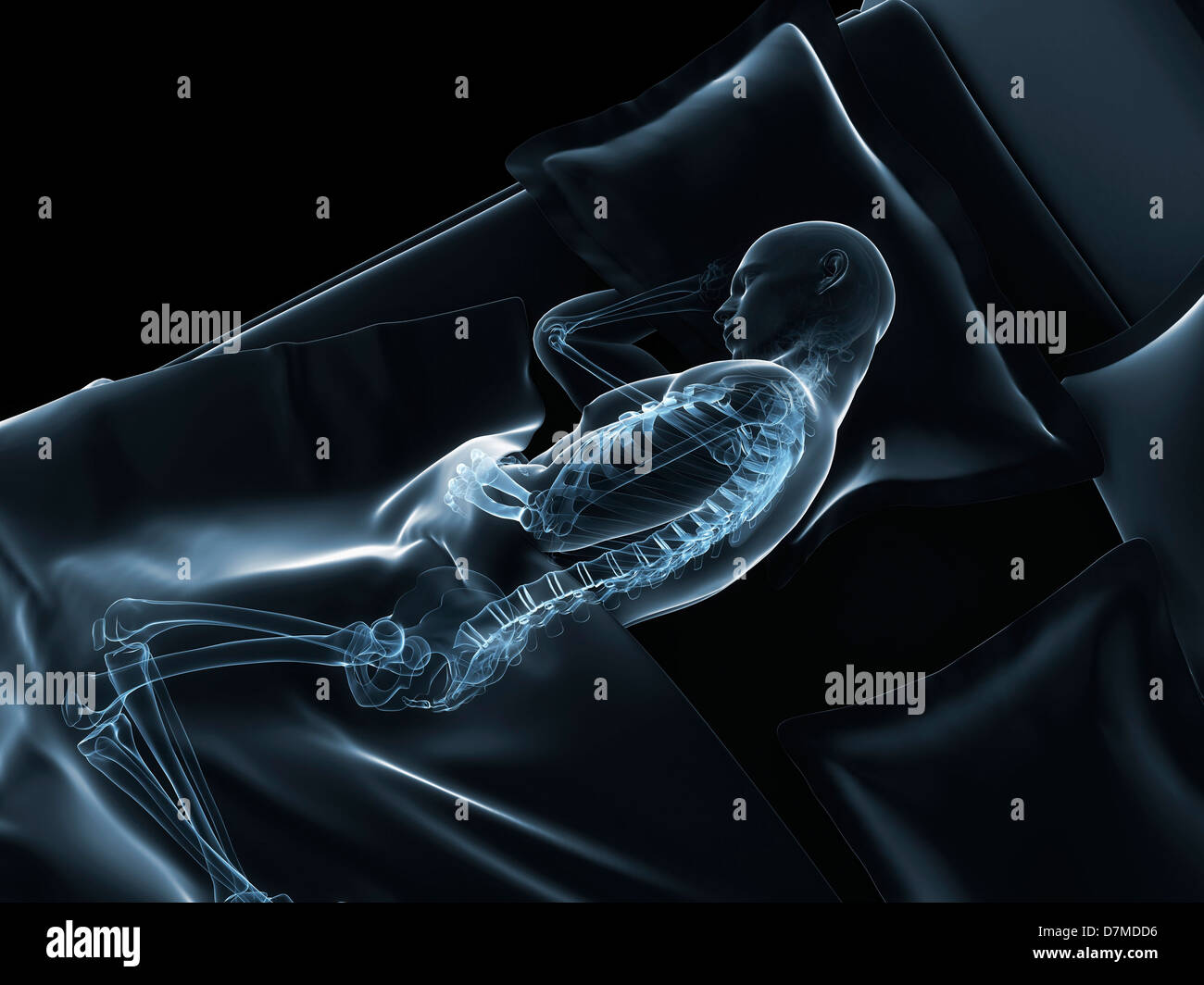 Human anatomy illustration lying down hi-res stock photography and ...