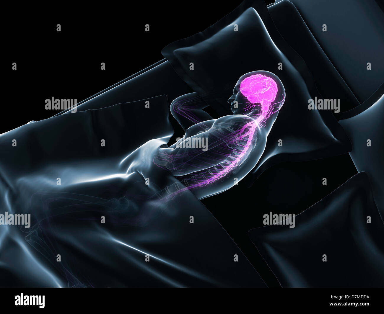 Human anatomy illustration lying down hi-res stock photography and ...