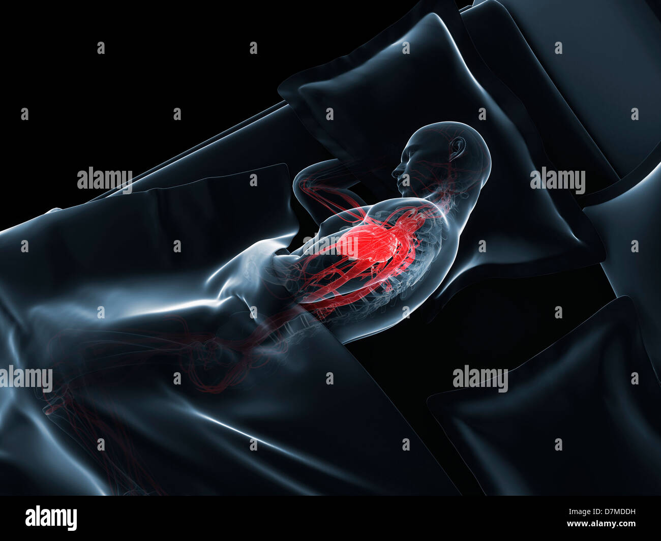 Human anatomy illustration lying down hi-res stock photography and ...