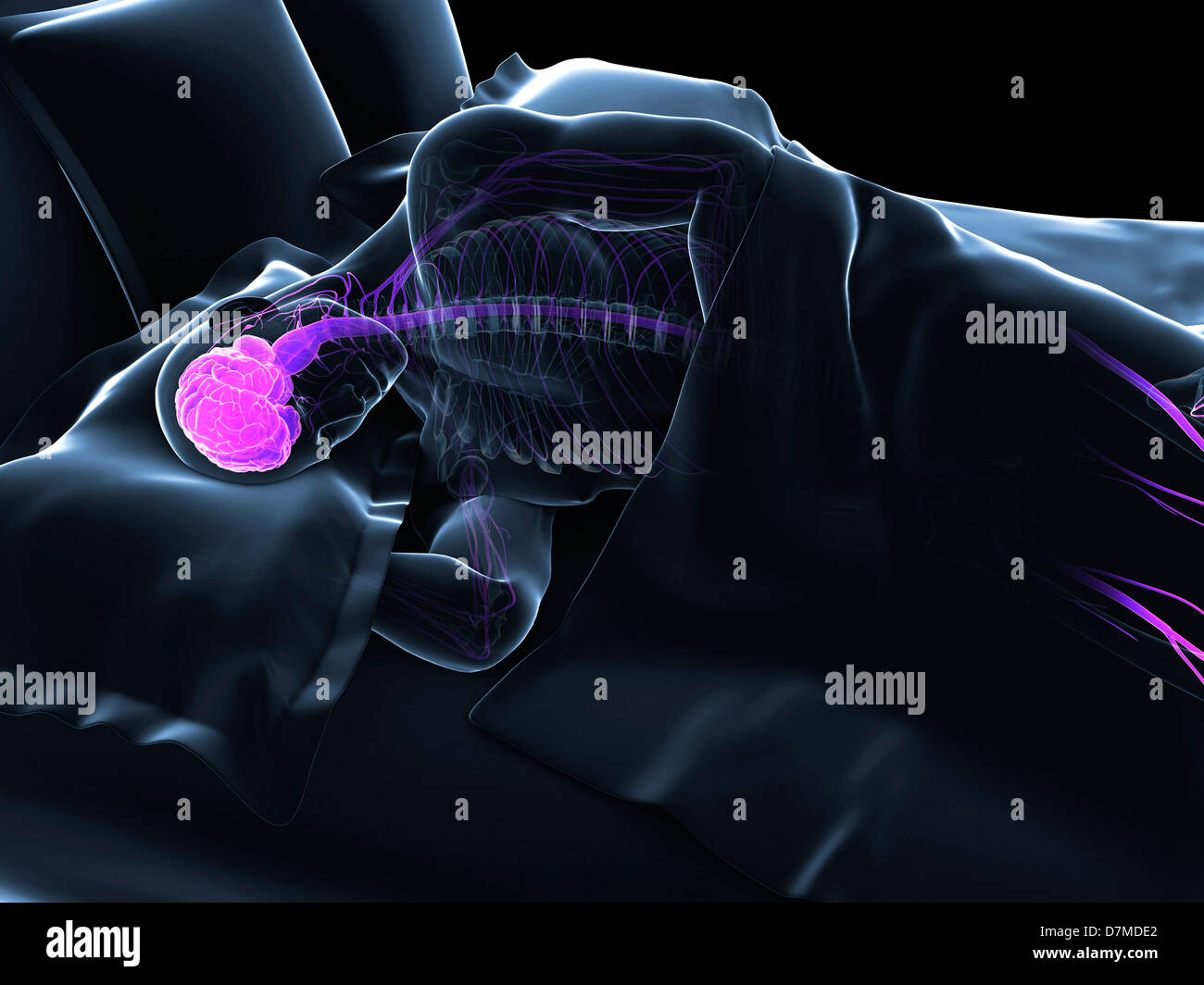 Human anatomy illustration lying down hi-res stock photography and ...