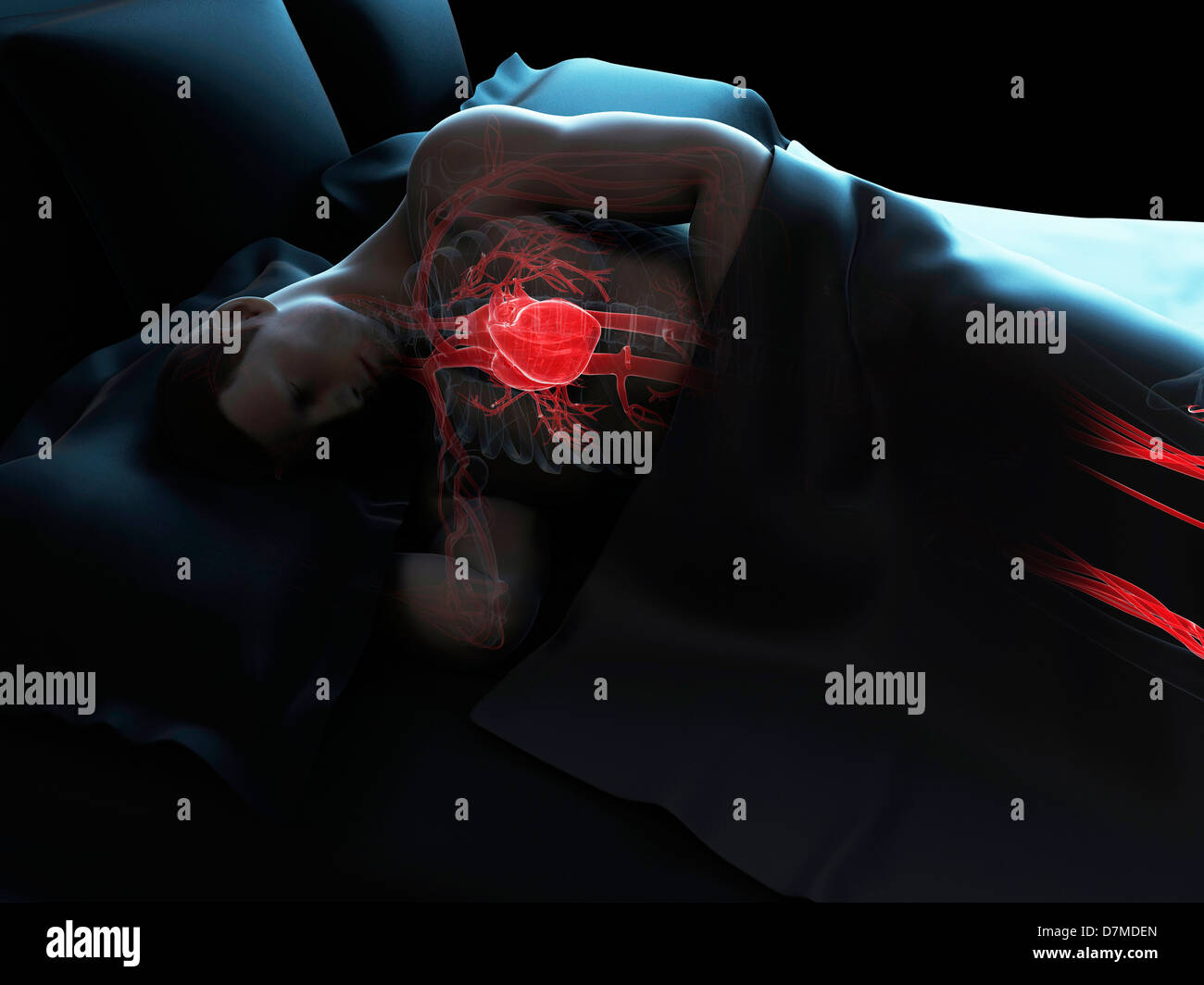 Human anatomy illustration lying down hi-res stock photography and ...
