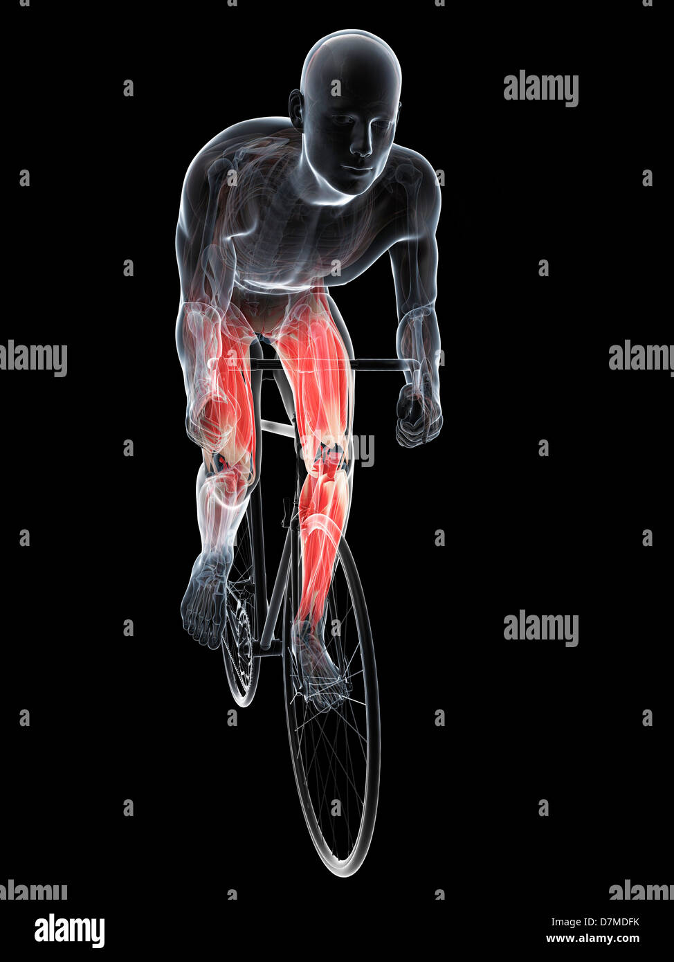 Black cyclist muscle hi-res stock photography and images - Alamy