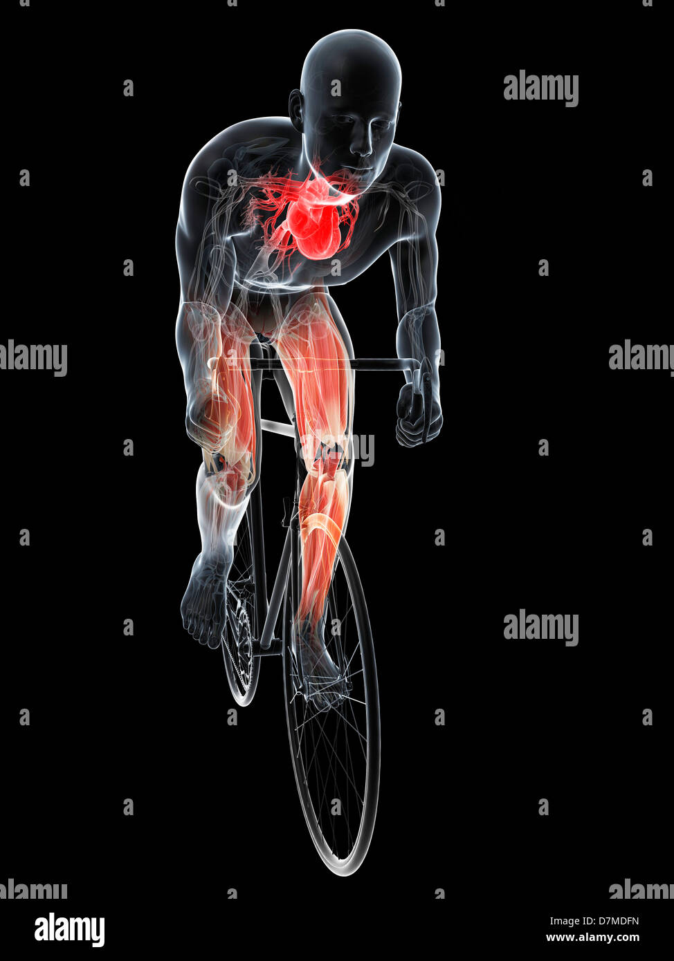 Black cyclist muscle hi-res stock photography and images - Alamy