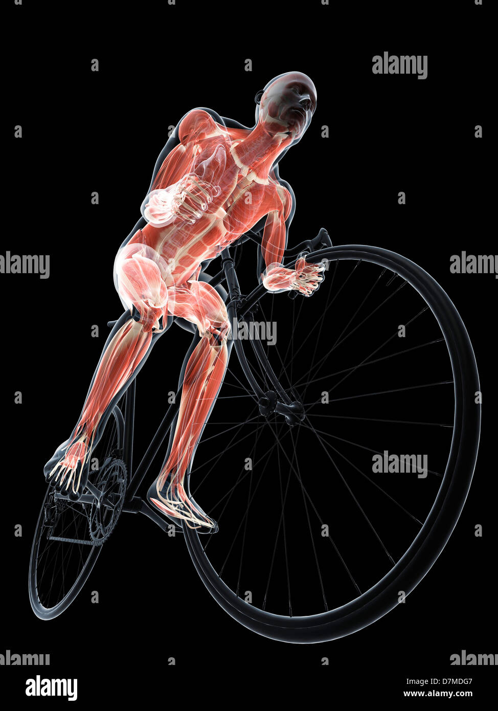 Black cyclist muscle hi-res stock photography and images - Alamy