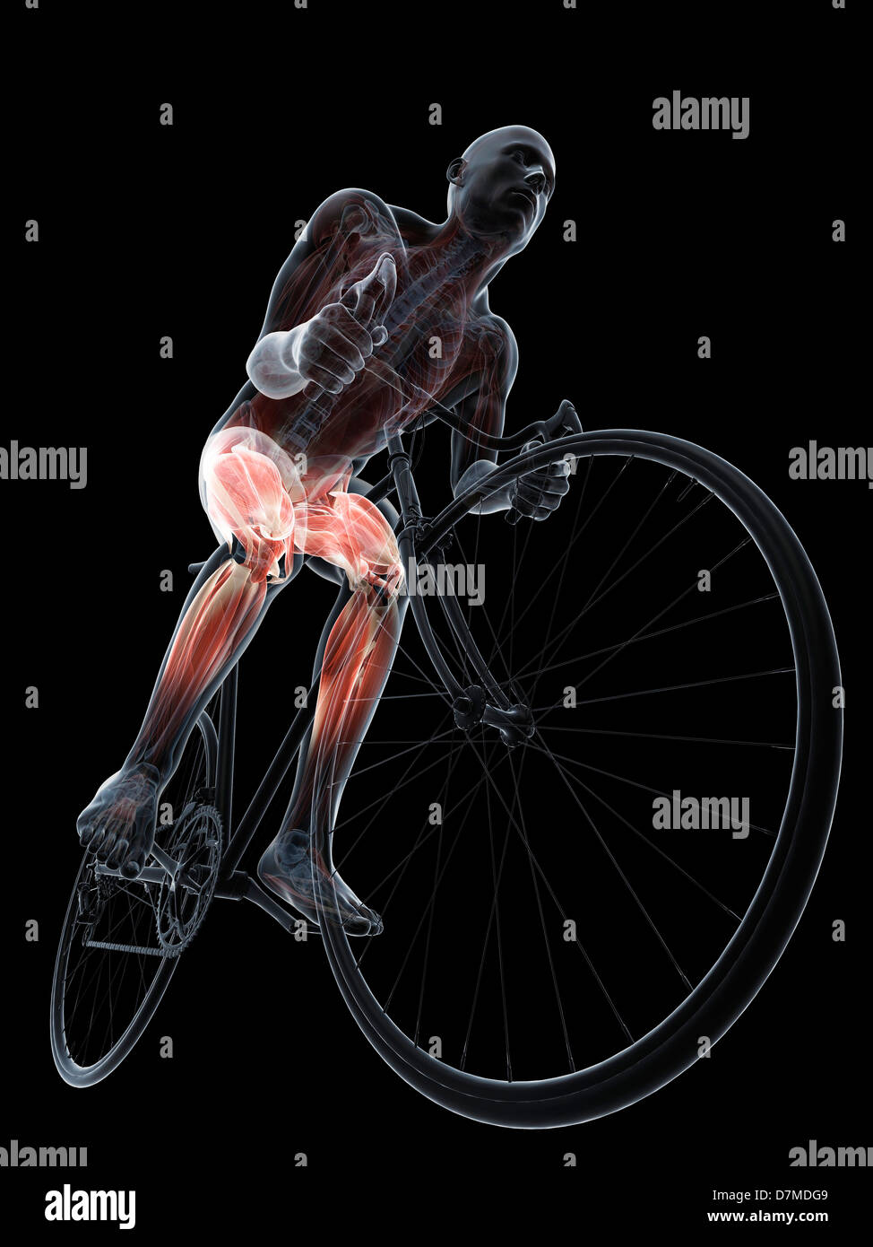 Black cyclist muscle hi-res stock photography and images - Alamy