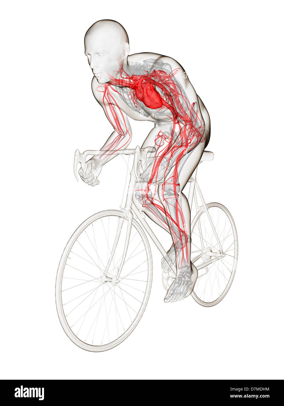 Cyclist view Cut Out Stock Images & Pictures - Alamy