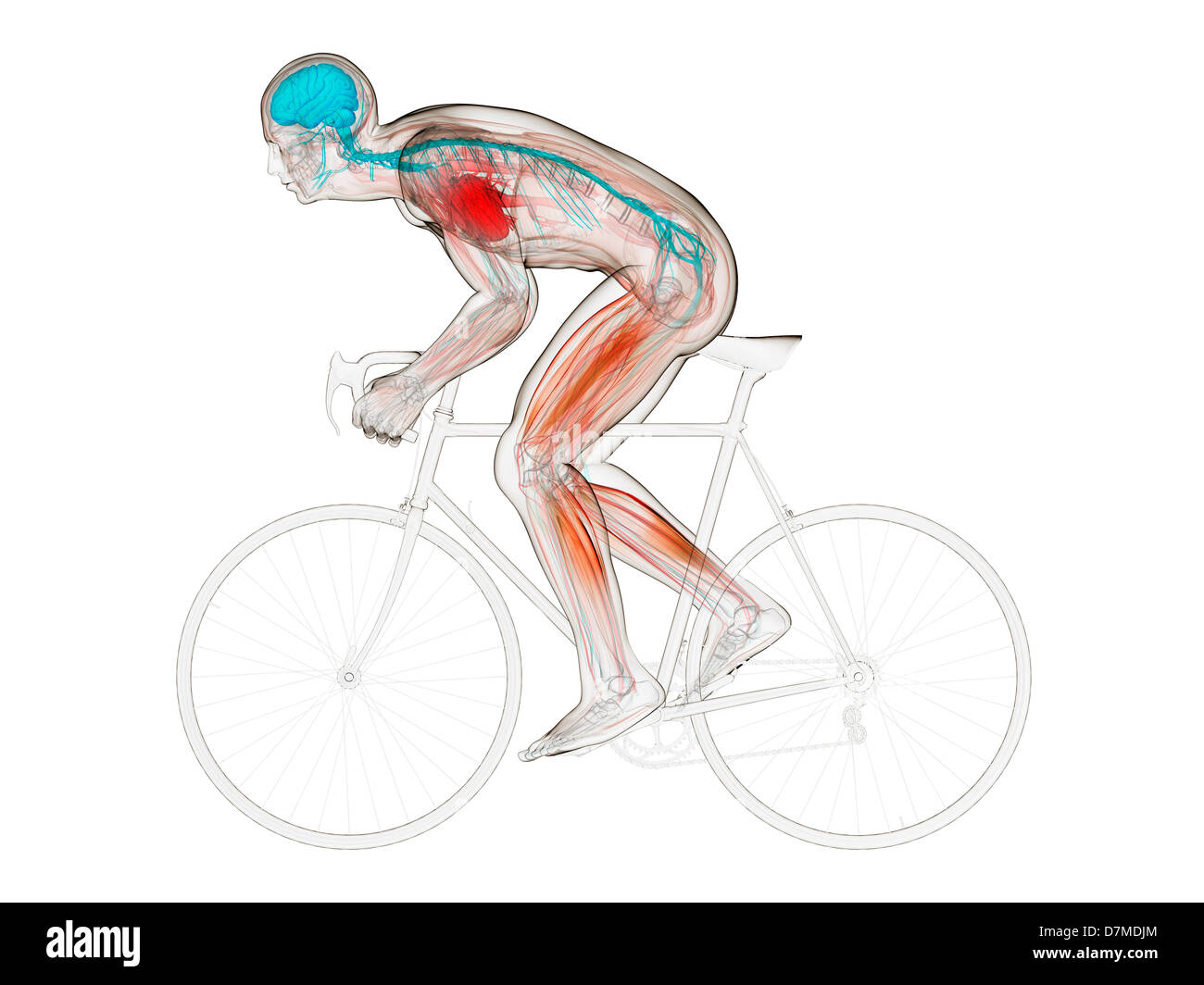 Human heart anatomy side view Cut Out Stock Images & Pictures - Alamy