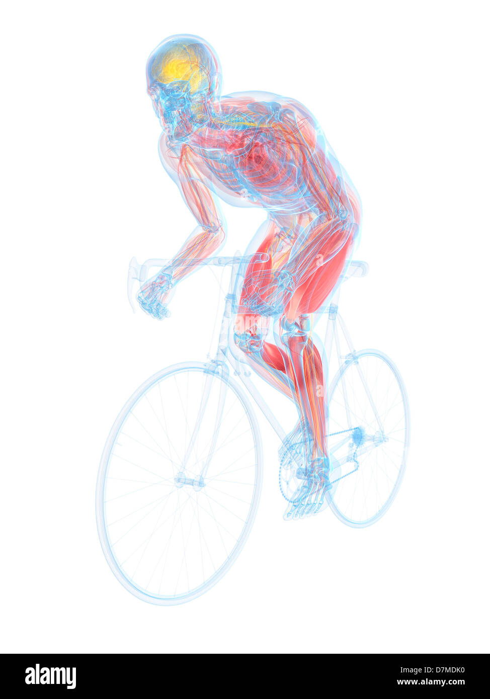 Cyclist view Cut Out Stock Images & Pictures - Alamy
