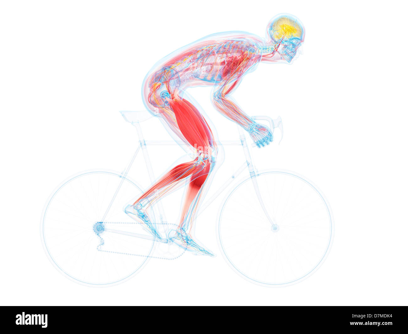 Cyclist Side View White Background Stock Photos & Cyclist Side View ...