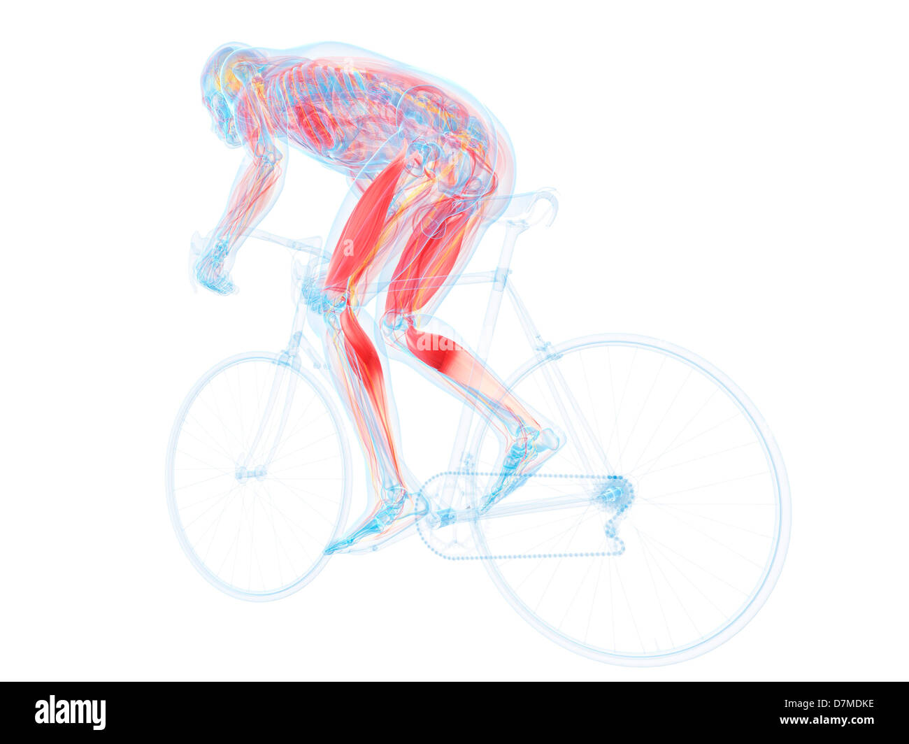 Cycling rear view Cut Out Stock Images & Pictures - Alamy