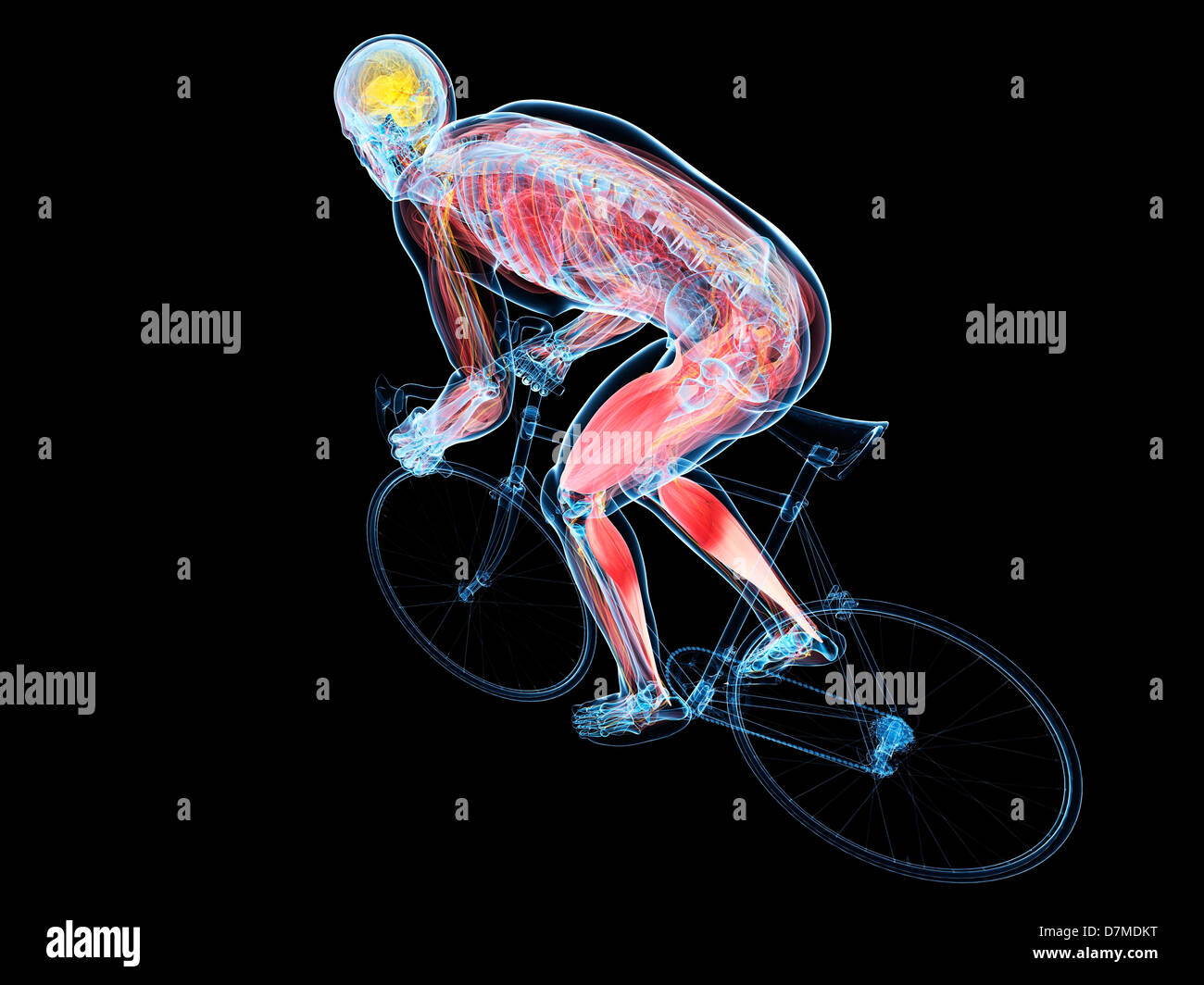 Black cyclist muscle hi-res stock photography and images - Alamy