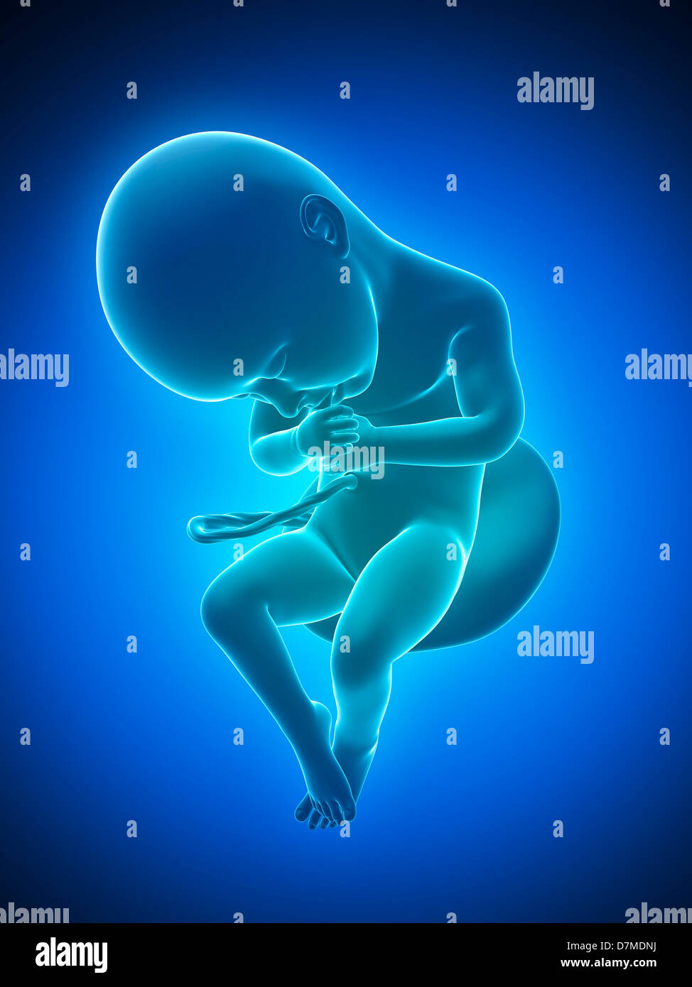 Pregnancy full term illustration hi-res stock photography and images ...