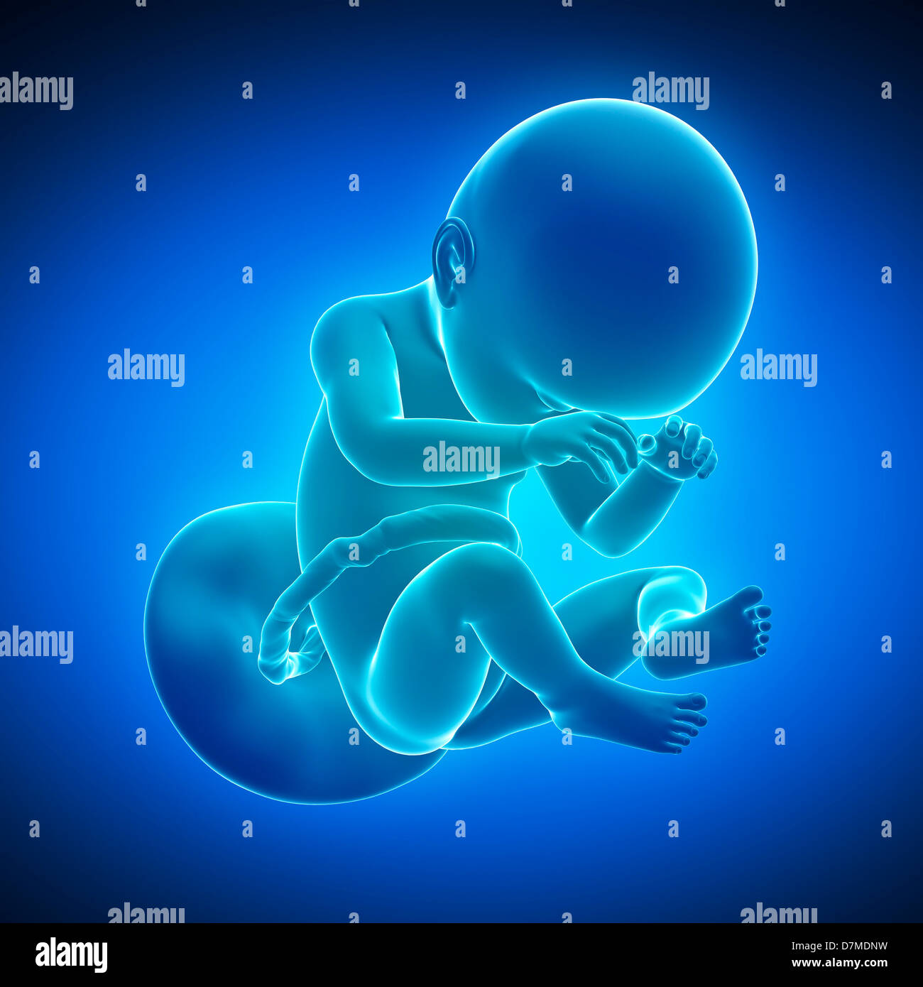 Full Term Foetus Stock Photos & Full Term Foetus Stock Images - Alamy
