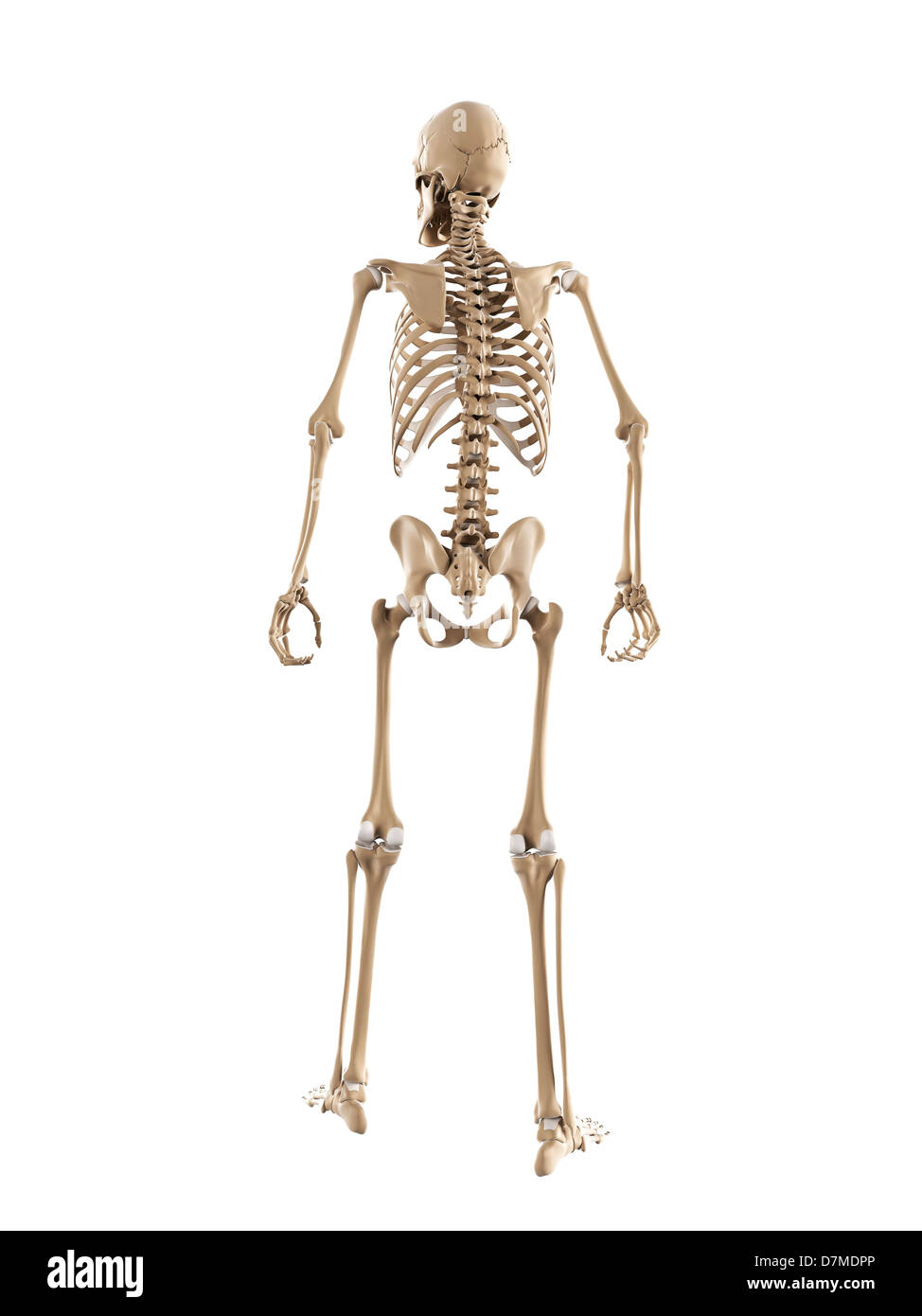 Adult Skeleton Cut Out Stock Images & Pictures - Alamy