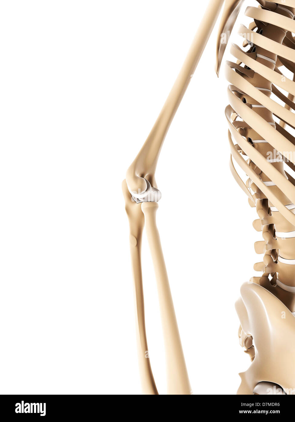 Elbow bones hi-res stock photography and images - Alamy
