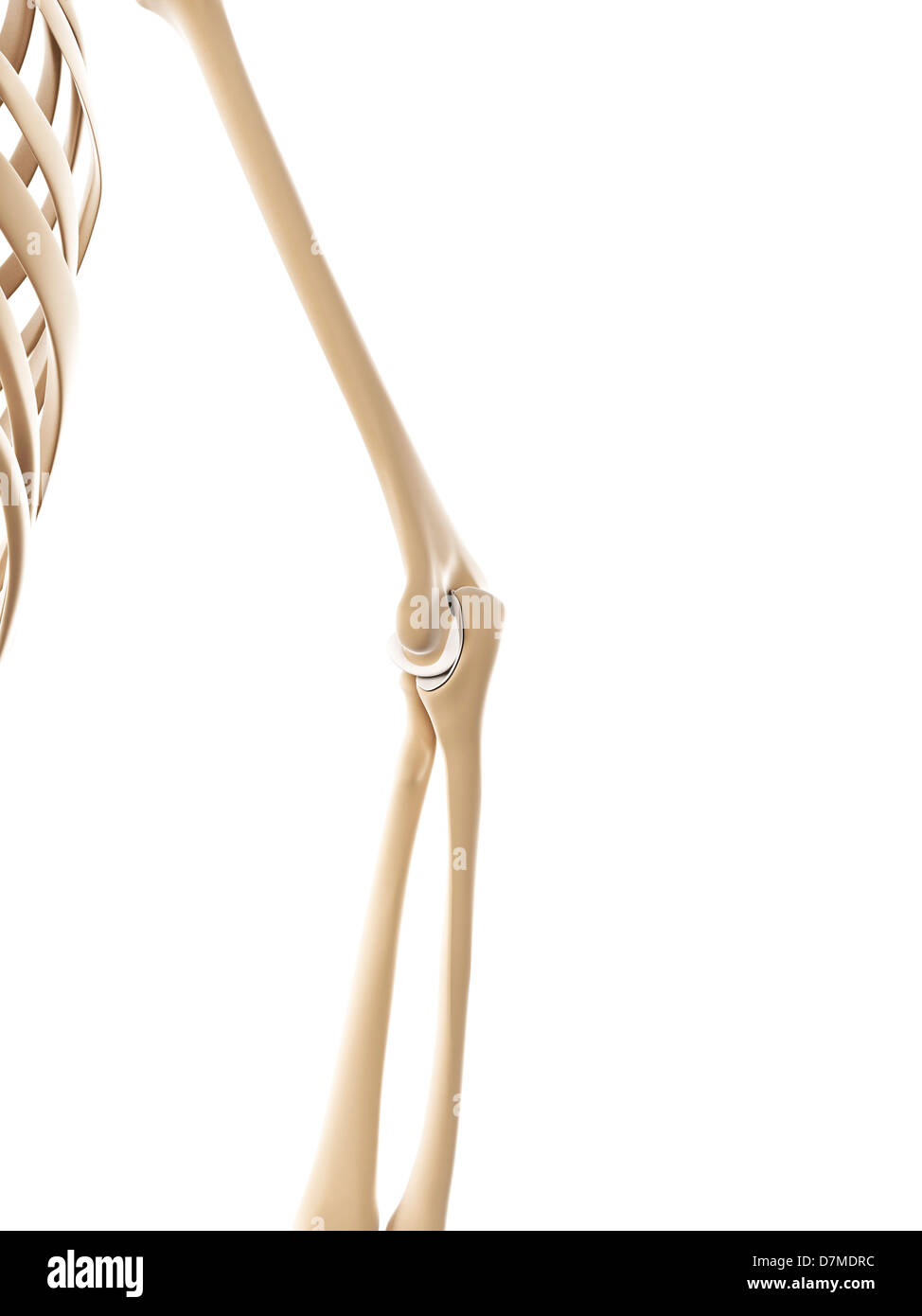 Elbow bones hi-res stock photography and images - Alamy