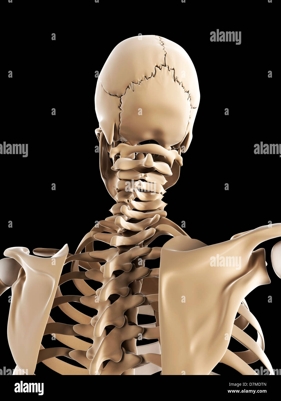 Rear Three Quarter View Head Skeleton High Resolution Stock Photography ...