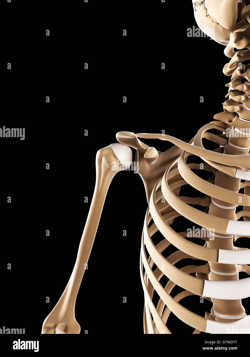 Human Shoulder Bones High Resolution Stock Photography and Images - Alamy