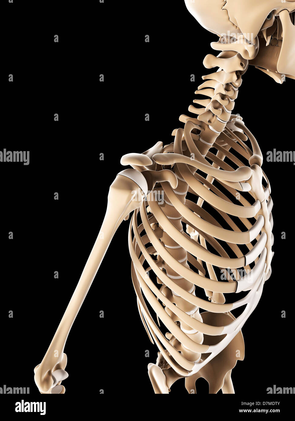 Human Shoulder Bones High Resolution Stock Photography and Images - Alamy