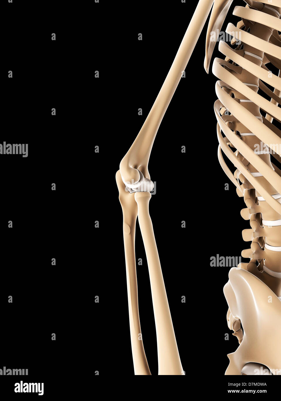 Elbow Bones Stock Photos & Elbow Bones Stock Images - Alamy Elbow Bones Stock Photos & Elbow Bones Stock Images - Alamy