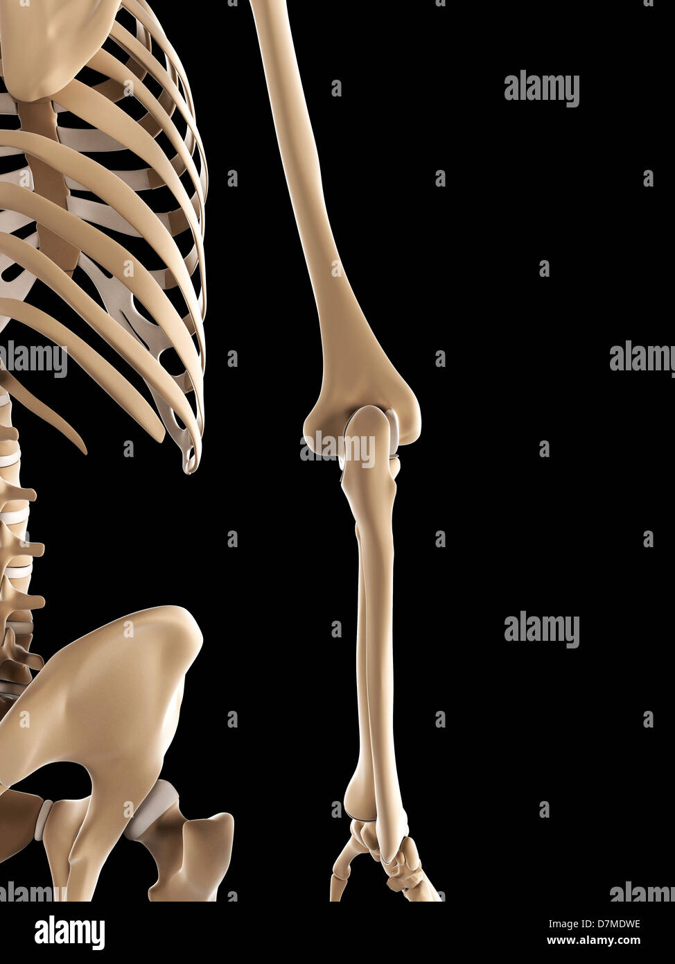 Elbow bones, artwork Stock Photo - Alamy