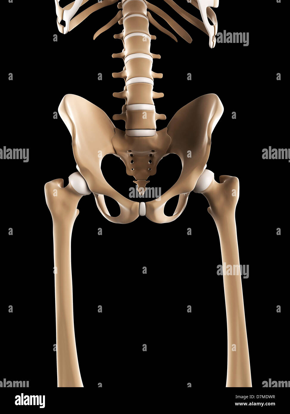 Pelvis bones, artwork Stock Photo - Alamy