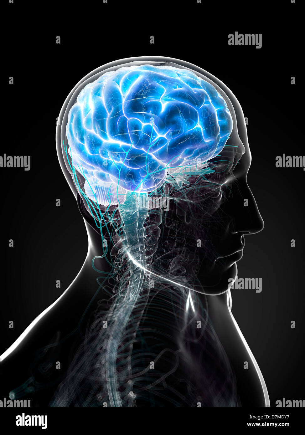 Male brain, artwork Stock Photo - Alamy